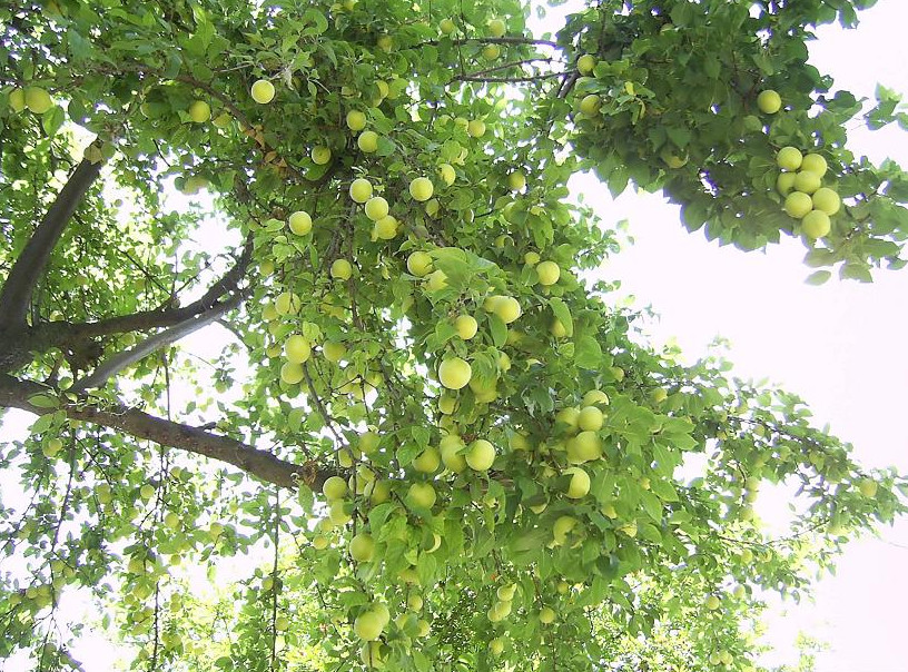 Bahar aylarında çevrenizdeki kiraz kayısı ve erik ağacı gibi ağaçlarda ...